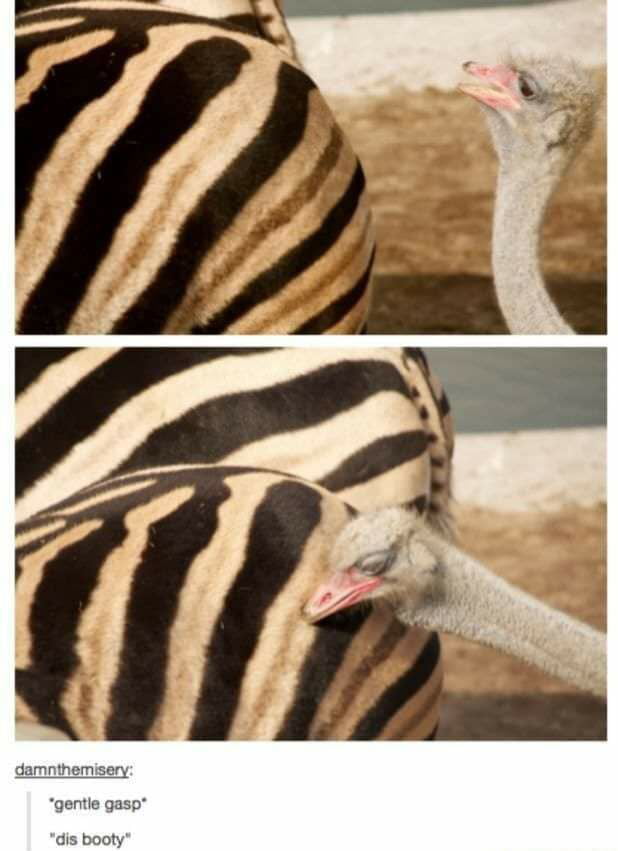 I have corona....so here have a shyte meme, been here a long time and ...