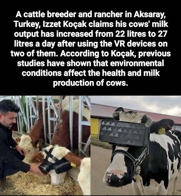 Cows with VR headset to help produce more milk. - 9GAG