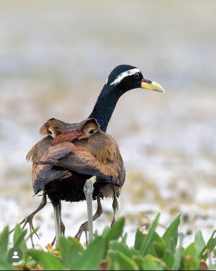 A male bronze-winged jacana carrying his two young. Photo by @parbati ...