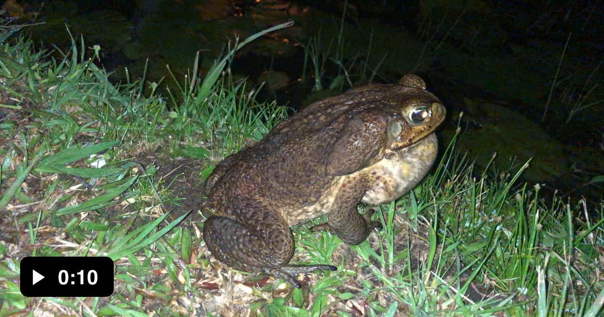 Cane toad mating call - 9GAG