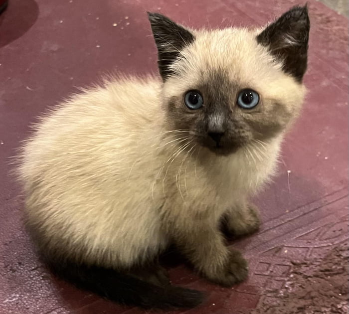 Feisty lil baby needs a name - 9GAG