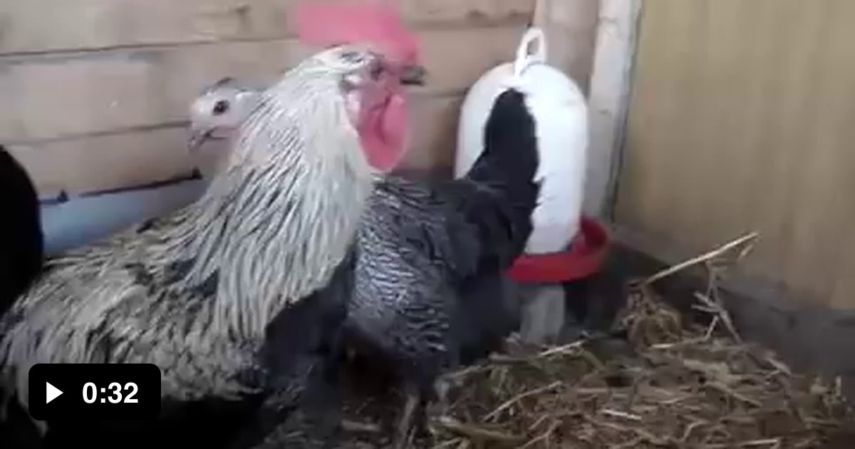 Death Metal Rooster. I searched here and didn't see it so I put it here ...