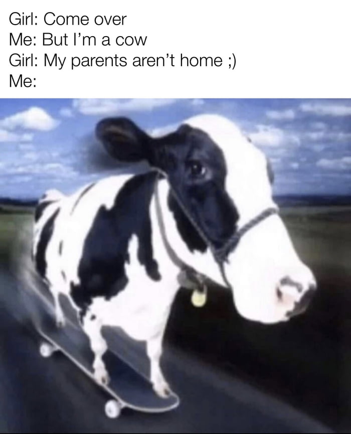 Cow - 9GAG