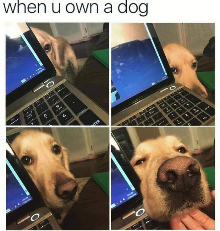 Dogs are the best bro - 9GAG
