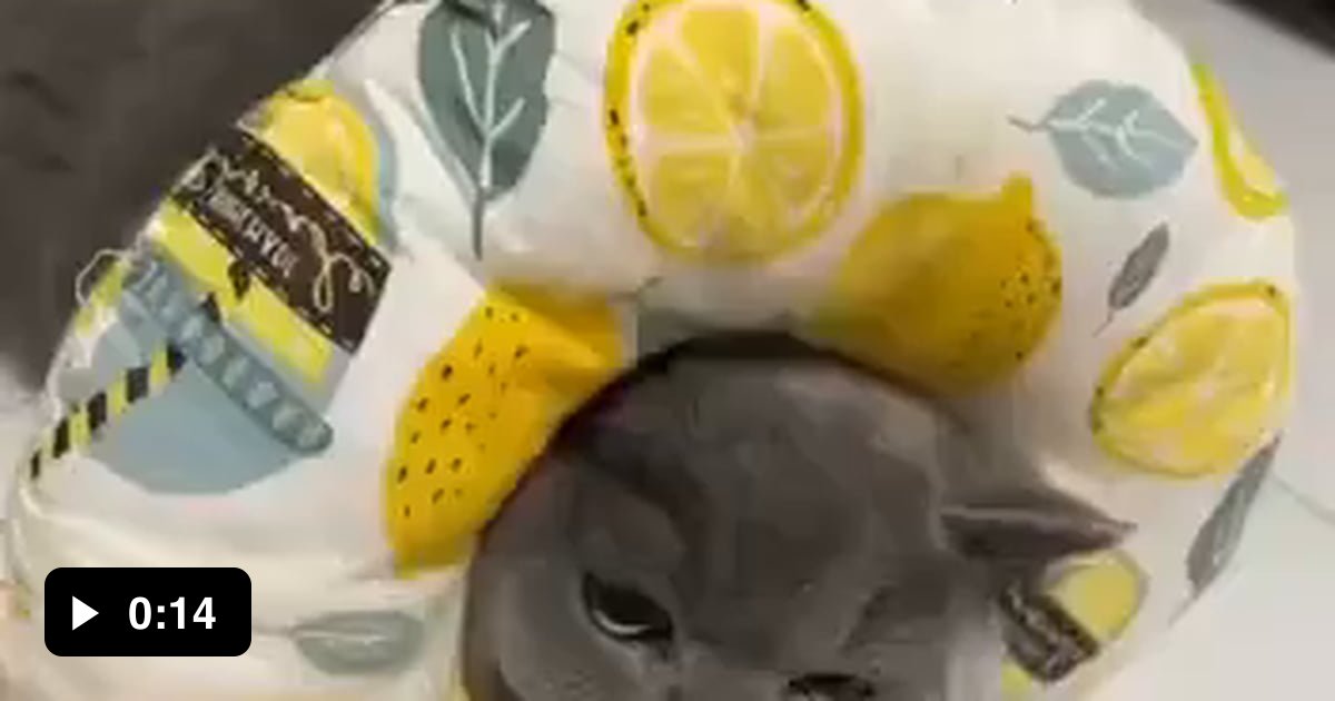 Danger! Cuteness overload - 9GAG