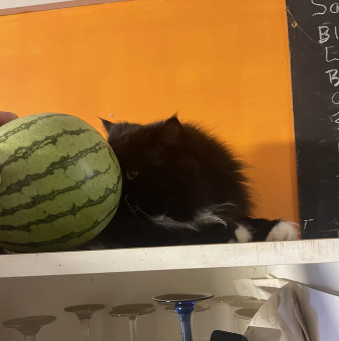 Cat sniffing a melon - 9GAG