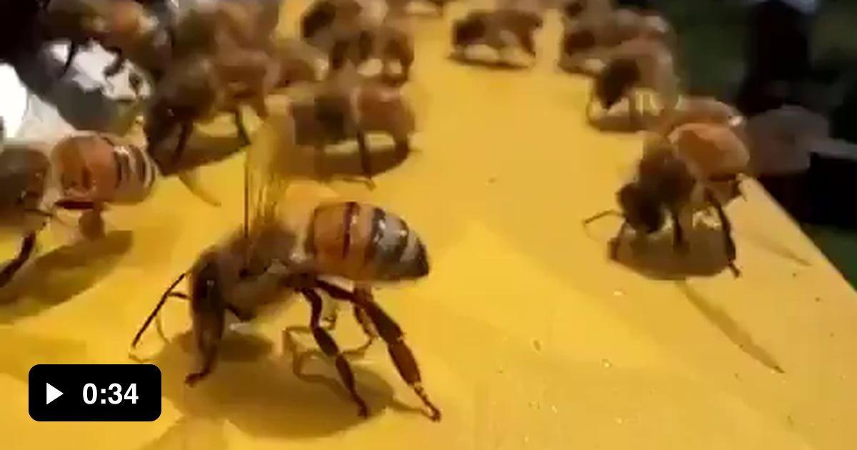 On hot days, bees position themselves at the entrance of their hive and ...