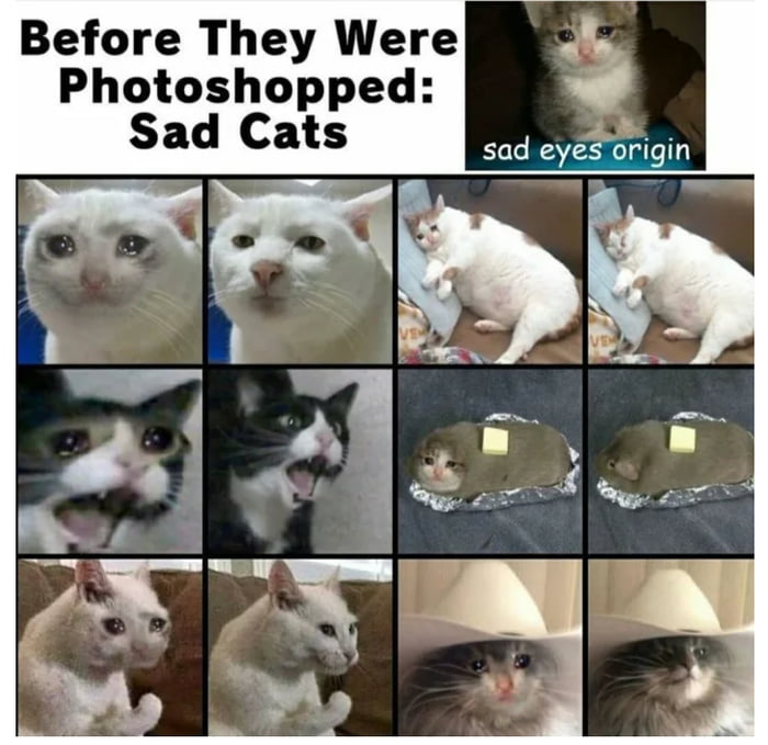 Sad cats - 9GAG