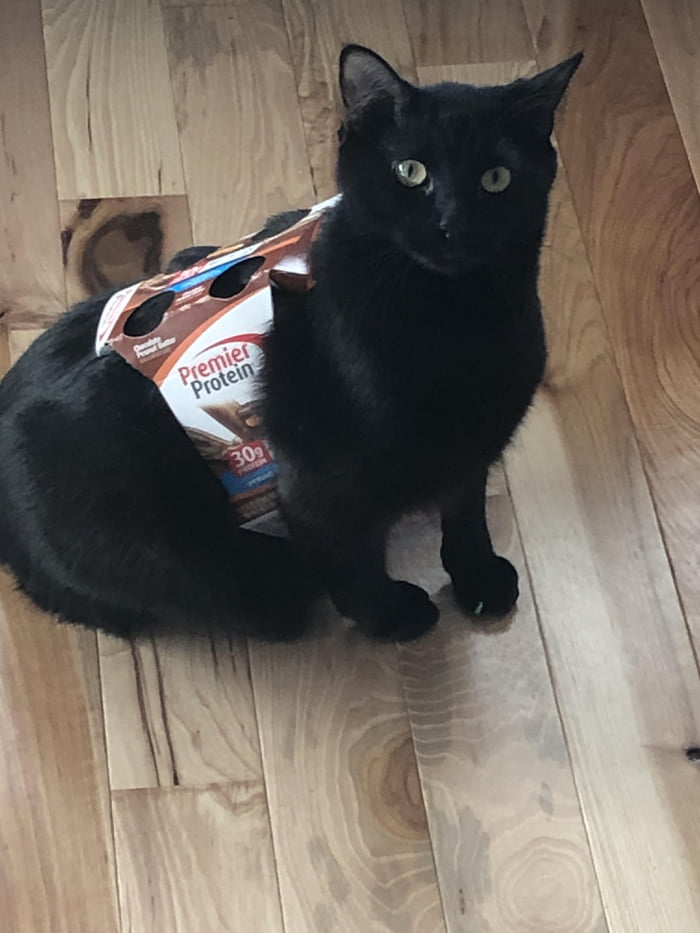 Premier Protein mascot - 9GAG