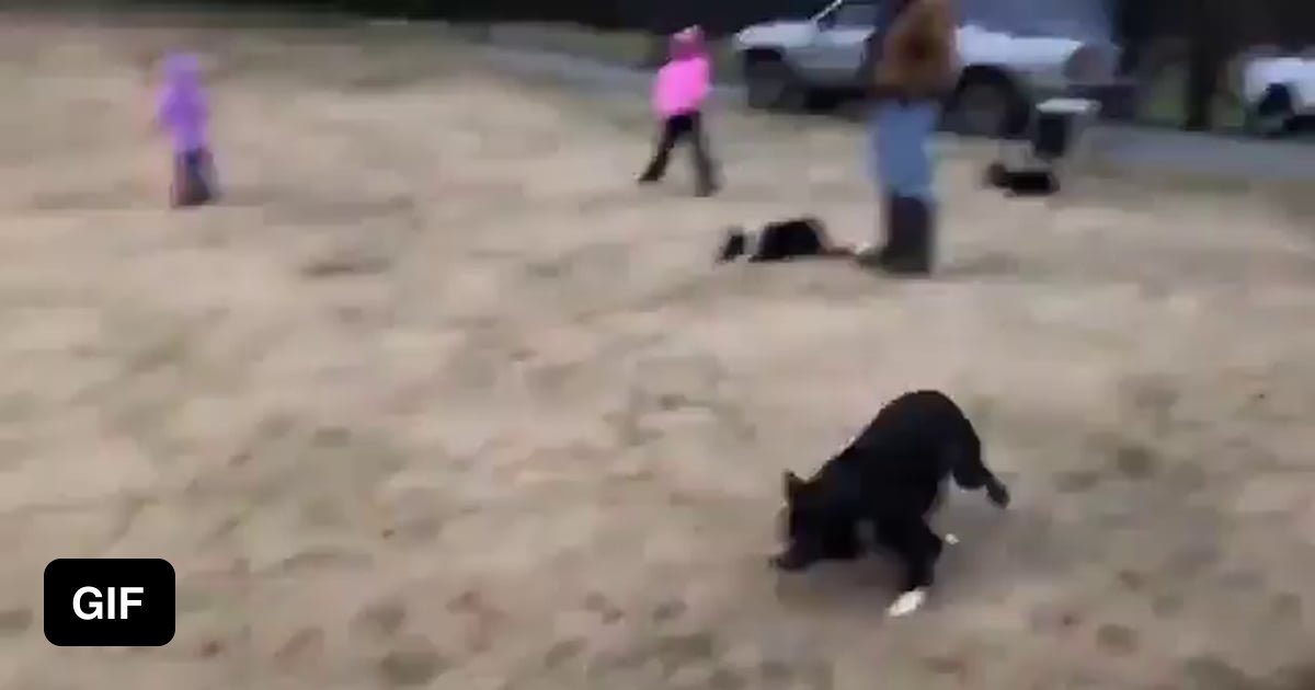 Highly trained herding dogs in action - 9GAG