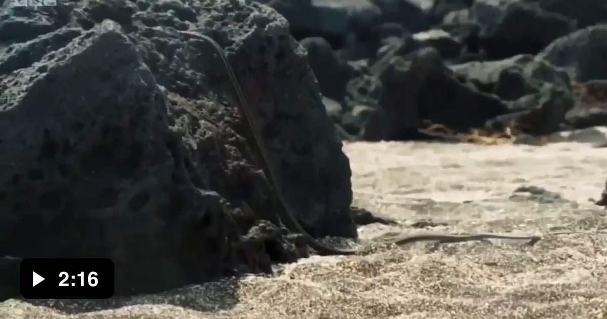 Greatest Escape of All Time: Determined Lizard vs. 20+ snakes - 9GAG