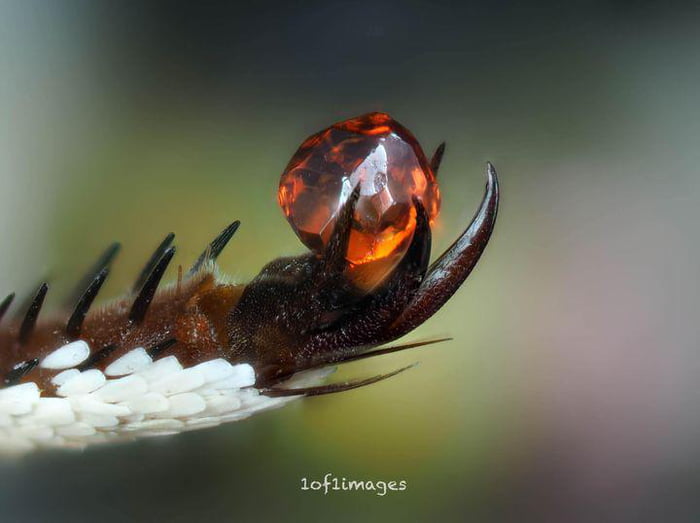 A tiny butterfly foot (from a deceased butterfly) holding a near ...