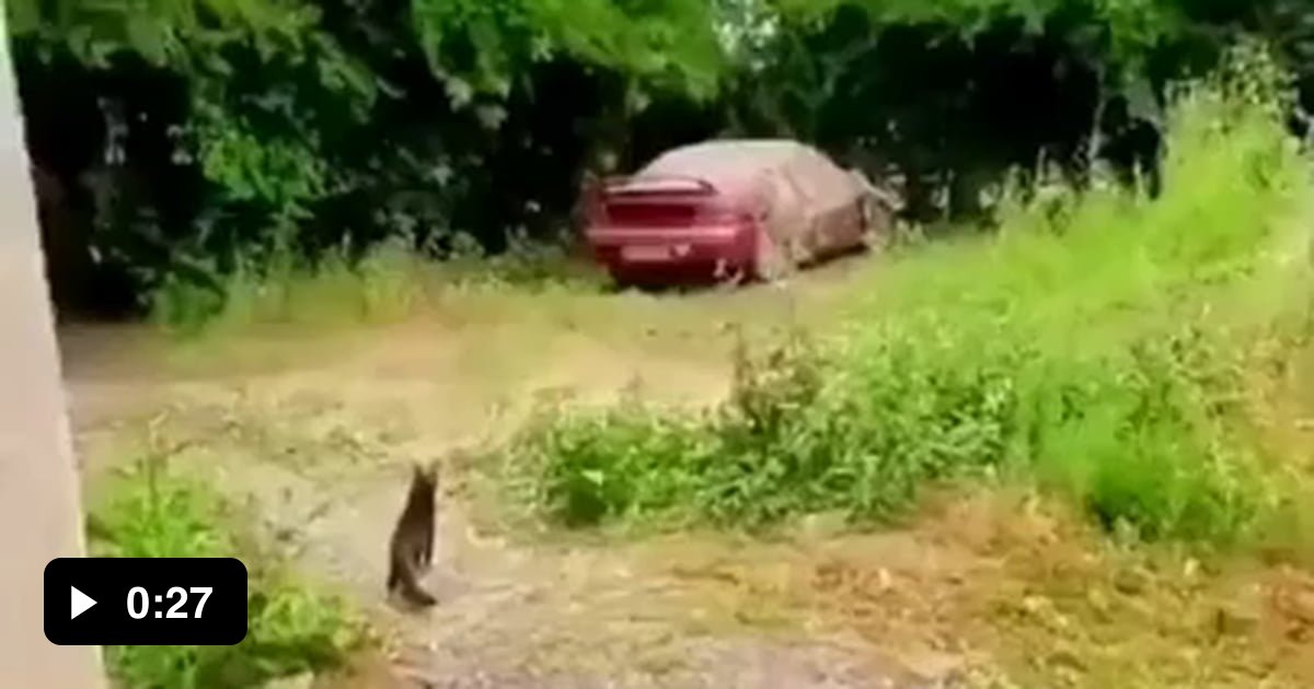 Cat attacked by several birds after snatching a bird from midair and ...