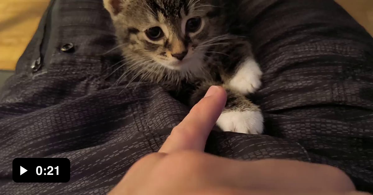 Han Solo and his illegally smol murder mittens - 9GAG