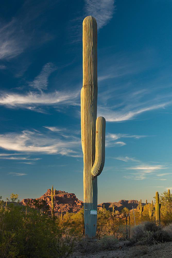 This cellphone tower perfectly disguised as a cactus - 9GAG