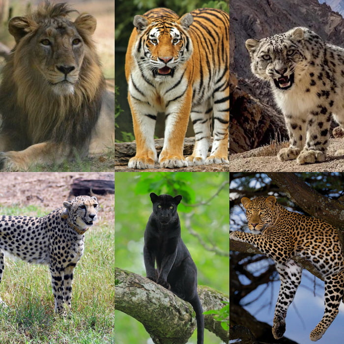 With the reintroduction of wild cheetahs, INDIA becomes the only country, home to all the 6 wild ...