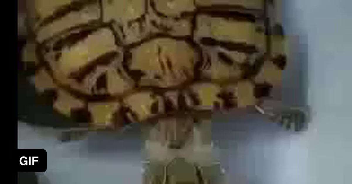 Turtle Tippy Tap Head Massage - 9GAG