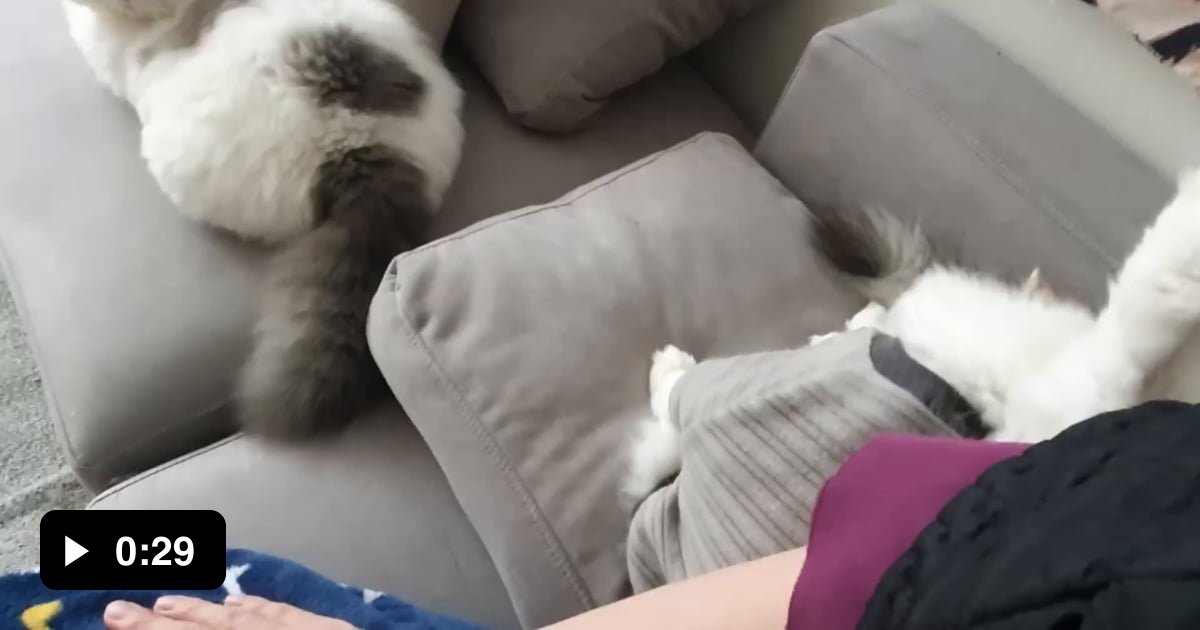 Sometimes you may do the cat if the said cat is a fluff ball. - 9GAG