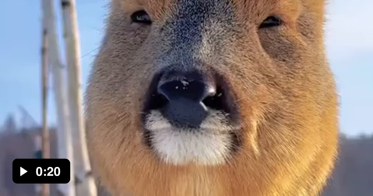 This little guy always seems like he's plotting something... - 9GAG