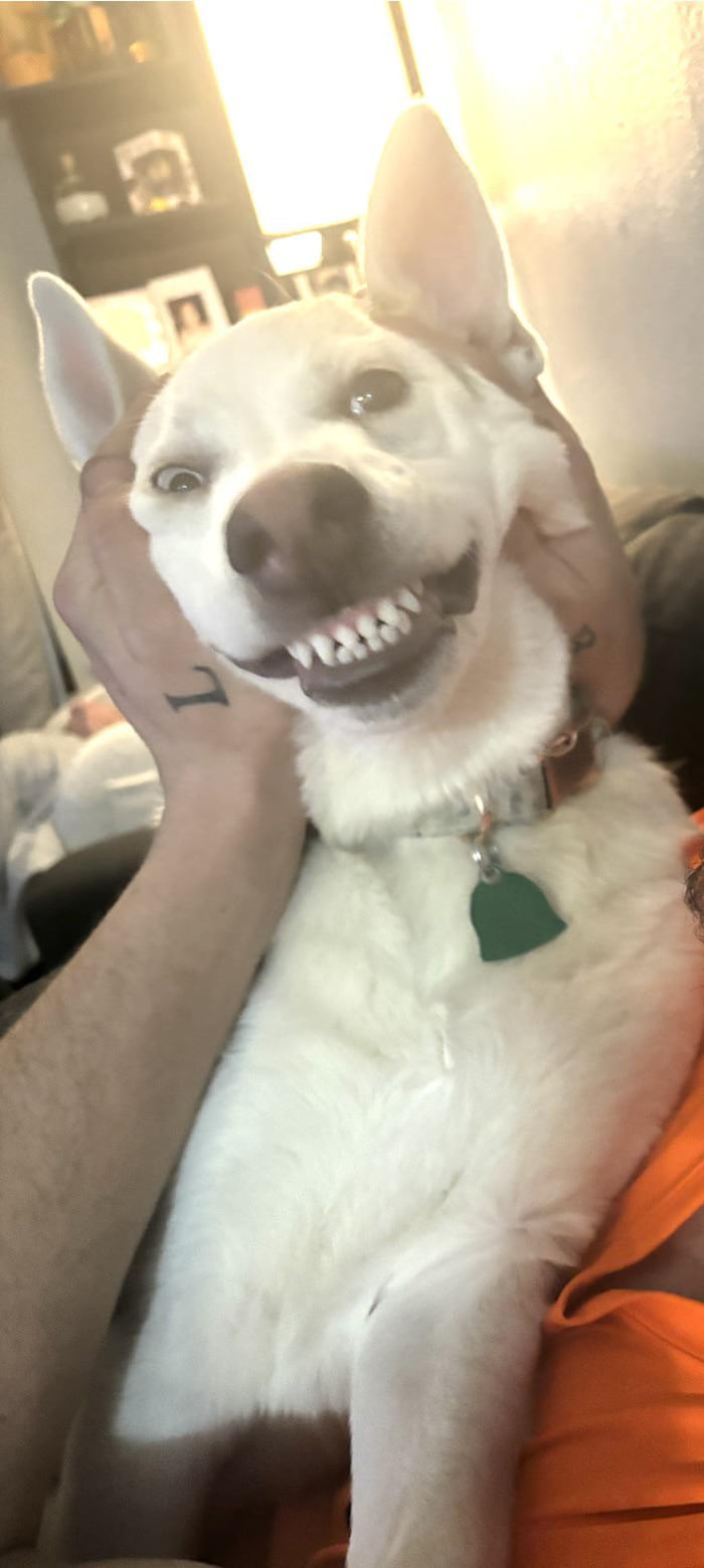 Puppy loves to smile for the camera part 2 - 9GAG