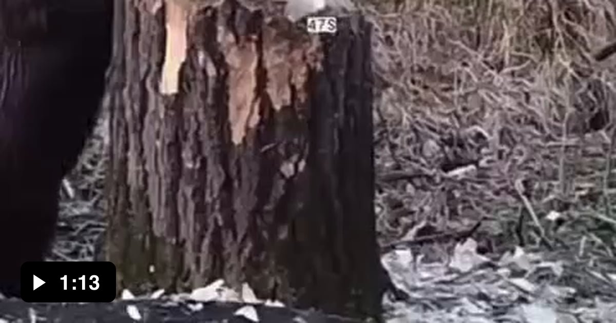 Just showing off this fantastic beaver. - 9GAG