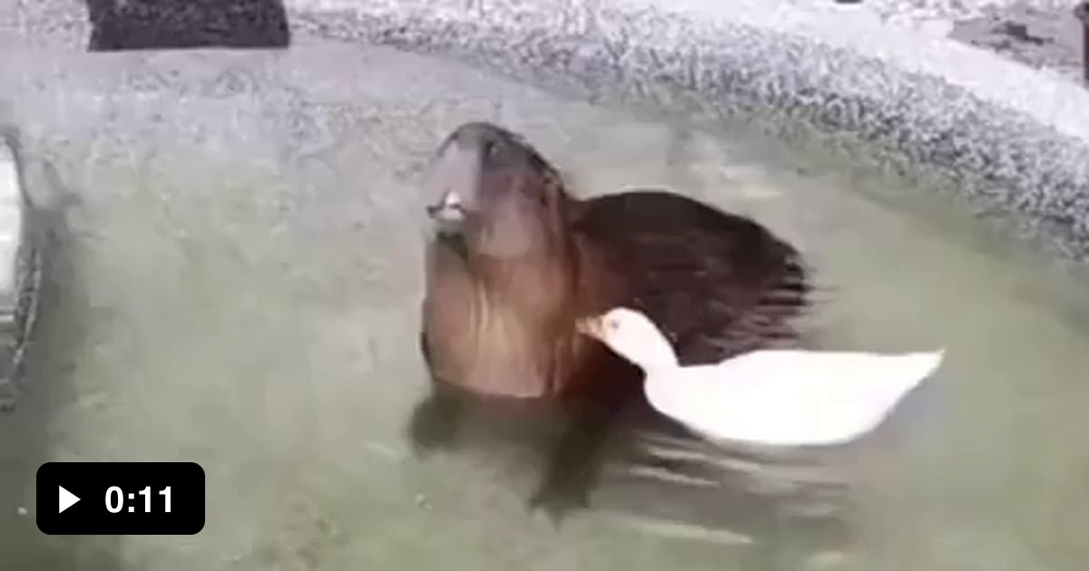 Brutal Attack on Capybara Day - 9GAG