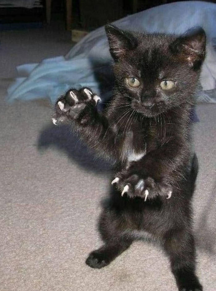 The claws are out - 9GAG