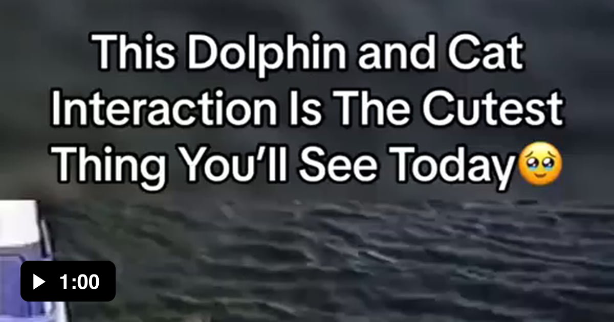 Cat interacting with Dolphins - 9GAG