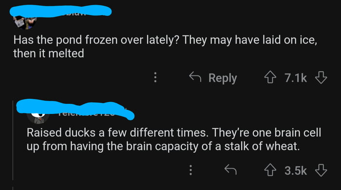 An insight into duck brain capacities - 9GAG