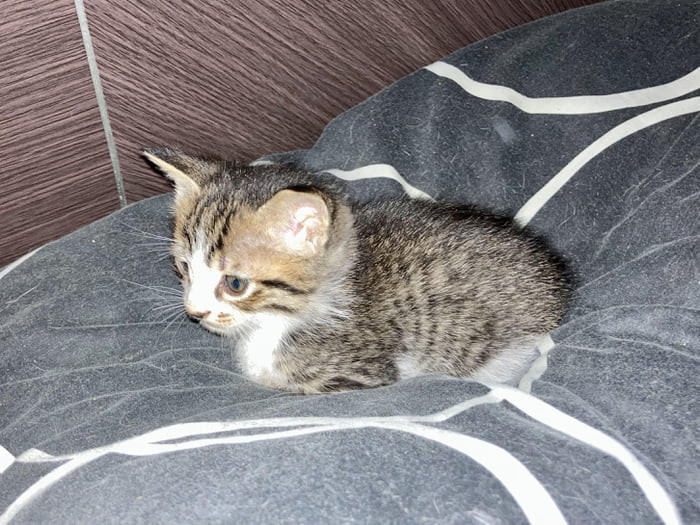 Smol kitty - 9GAG