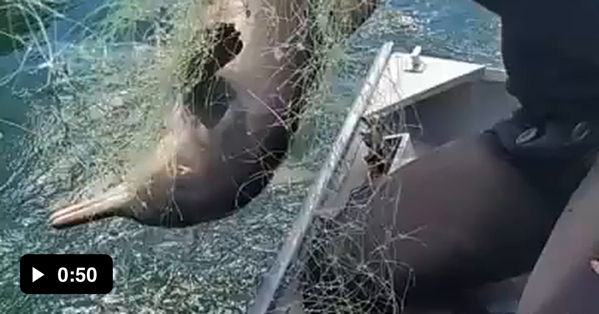 Baby River Dolphin Rescued from Fishing Net. - 9GAG