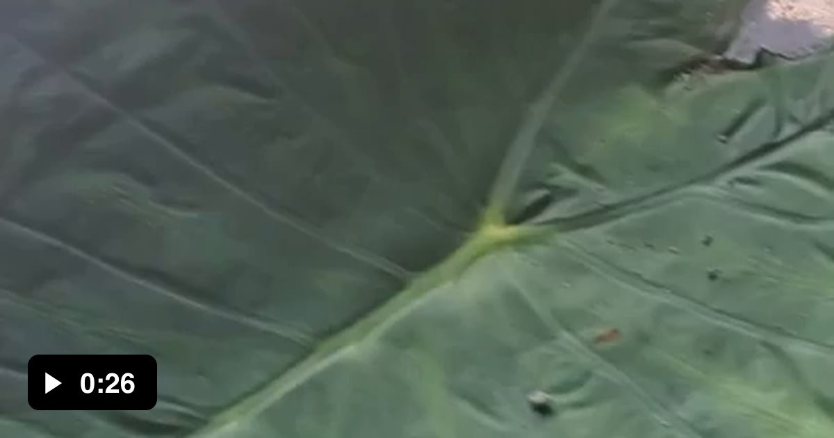 Elephant ear casting - 9GAG