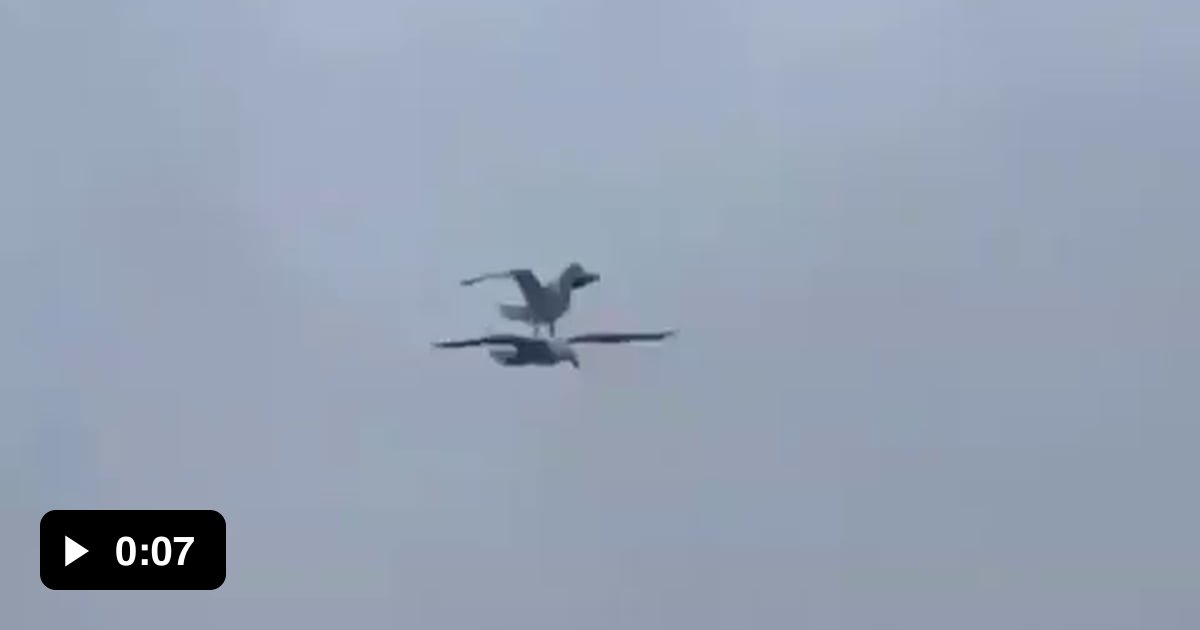 A Bird Riding a bird - 9GAG