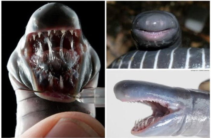 The ringed caecilian, what might be the world’s only known venomous ...