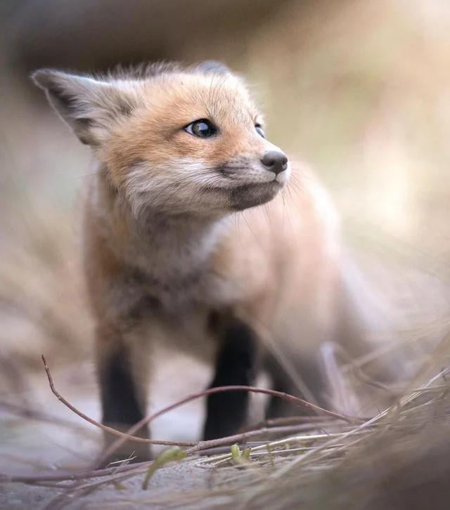 Baby foxes are so cute! - 9GAG