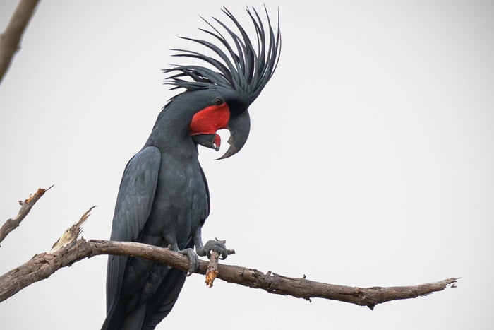 Do you know about the Palm Cockatoo? I'm a big fan...dudes got rhythm ...