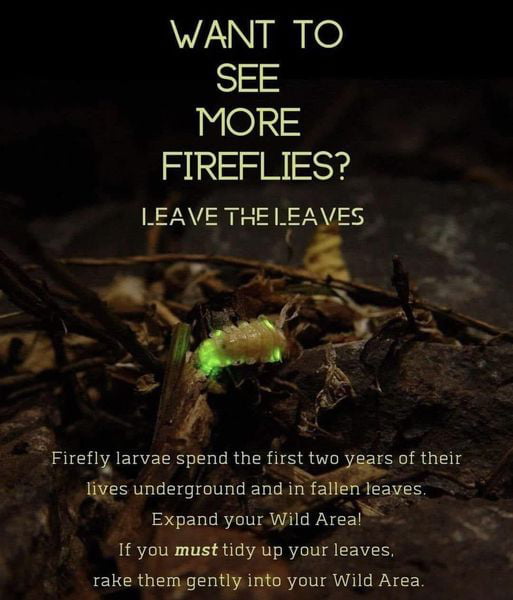 Fireflies - 9GAG