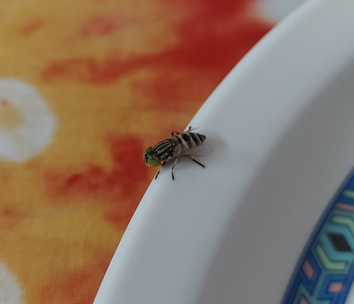 WTF is this? Fly-bee crossbreed? - 9GAG