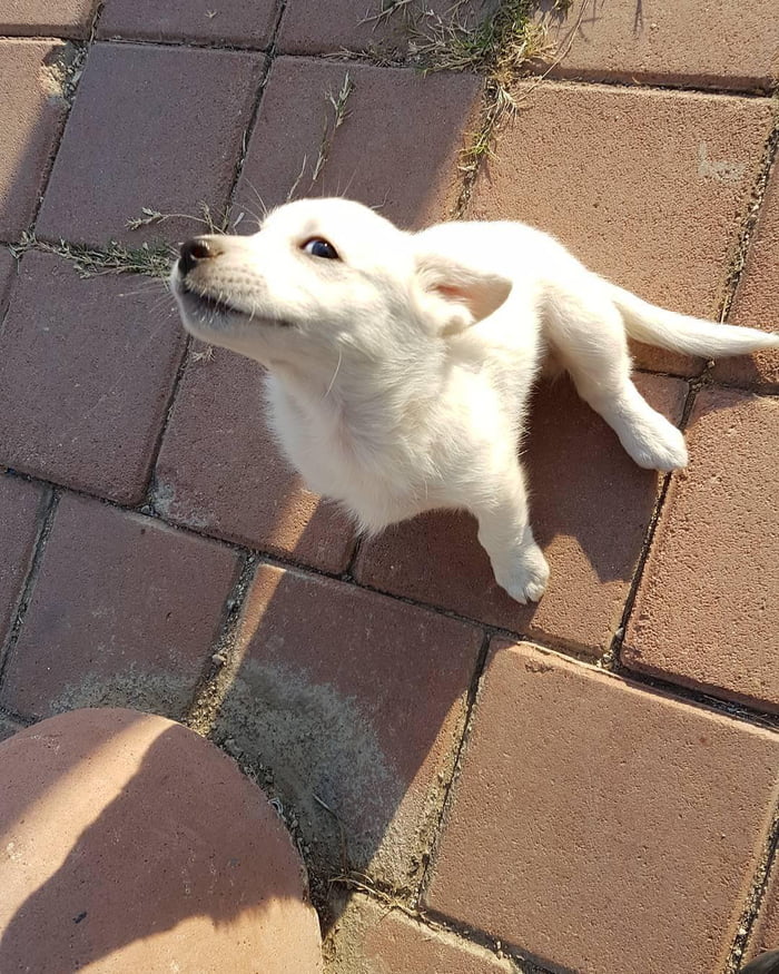 Side eye Supreme on the heccin cutest pup! - 9GAG