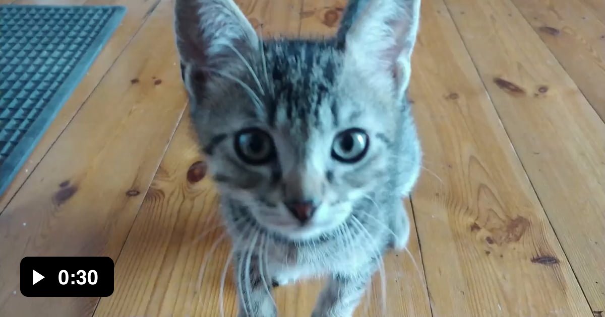Small cat tippy taps (Source: Hazel the Cat) - 9GAG