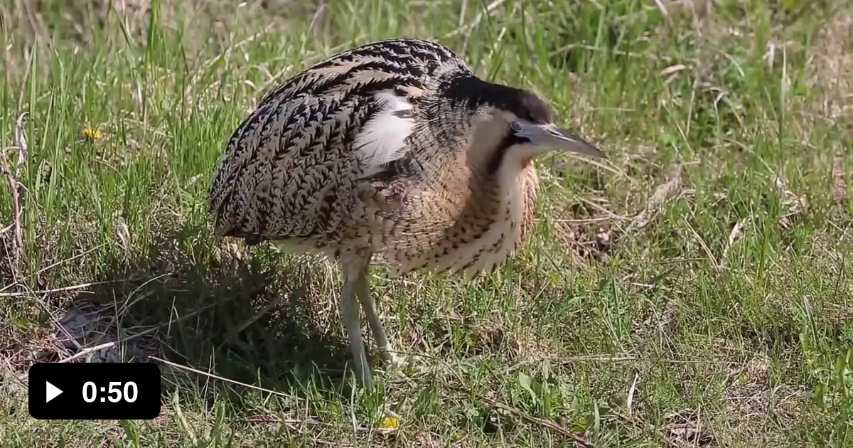 This bird has one of the weirdest mating call - 9GAG