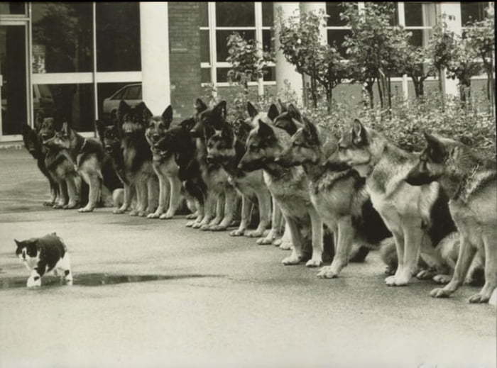 The final exam for police service dogs to remain calm in front of a cat ...