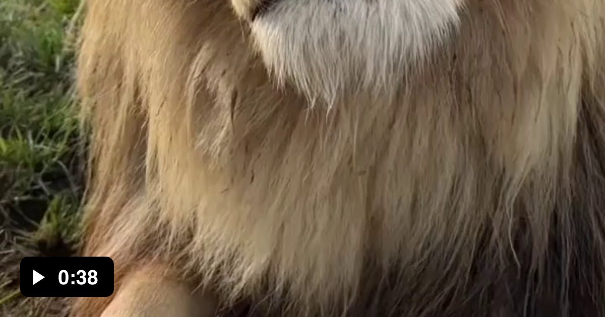 The king of beasts - 9GAG