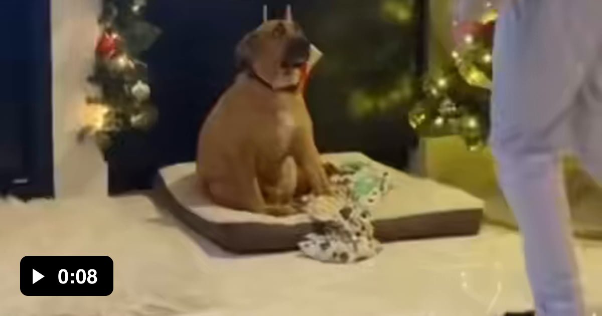 Same dog, same.. - 9GAG