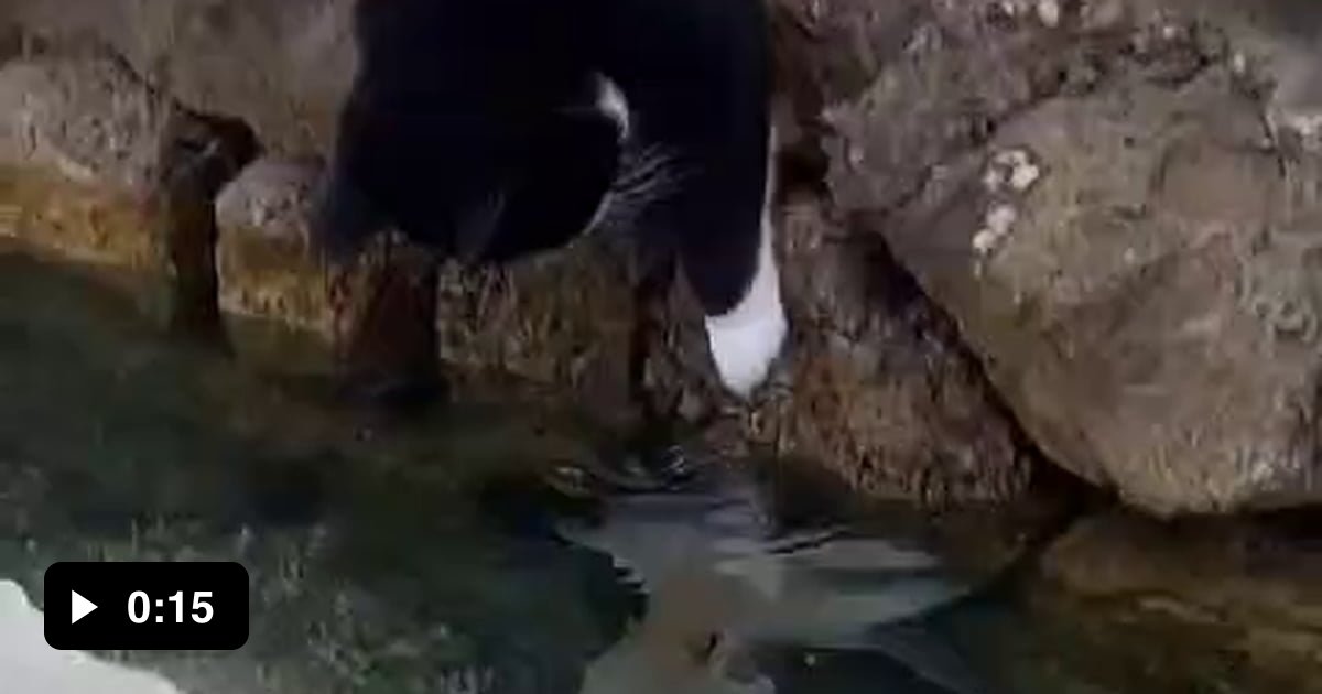 Octopus uses splash, it's very effective. - 9GAG