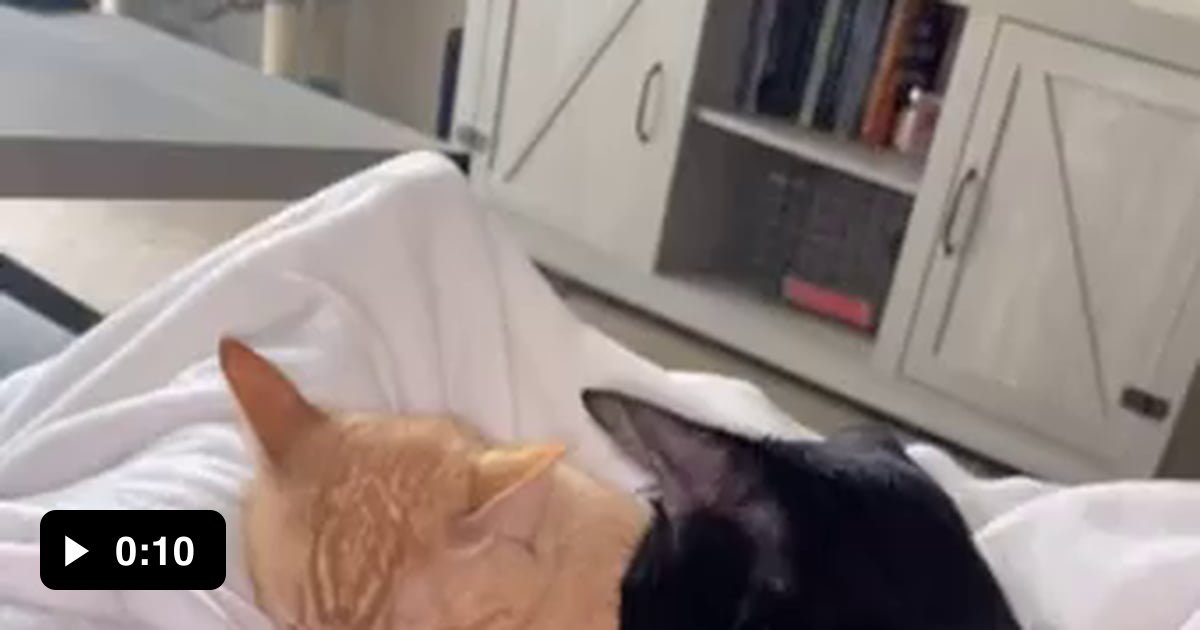 Rupert always has to sleep with his brother - 9GAG