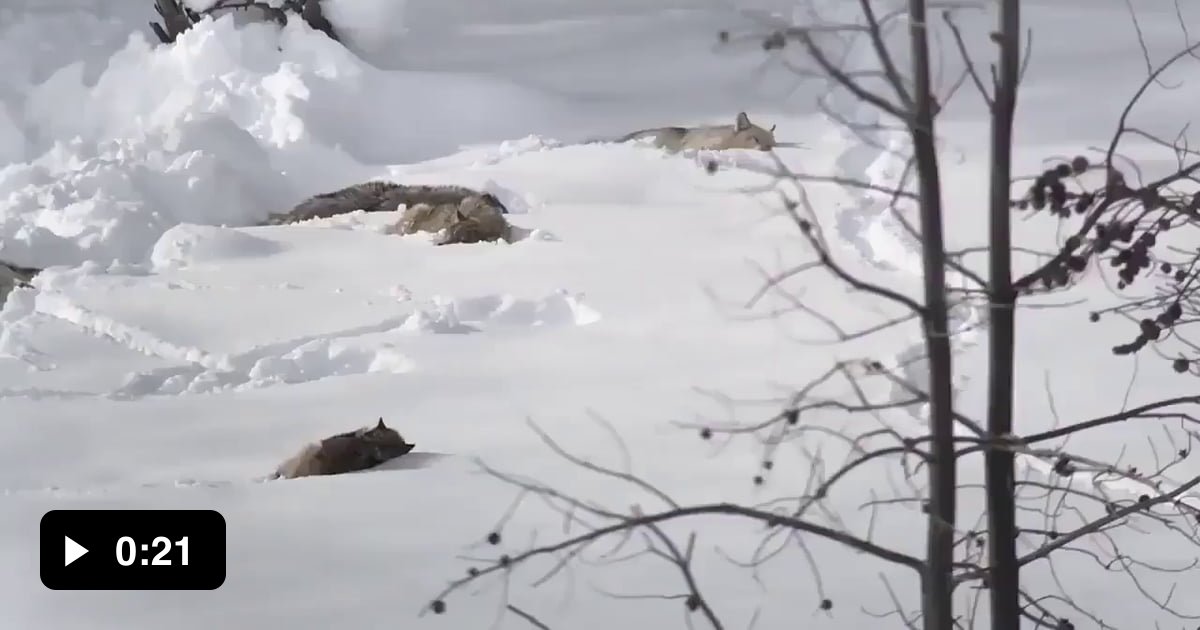 Wolf Pack in Yellowstone taking a Family Nap. - 9GAG