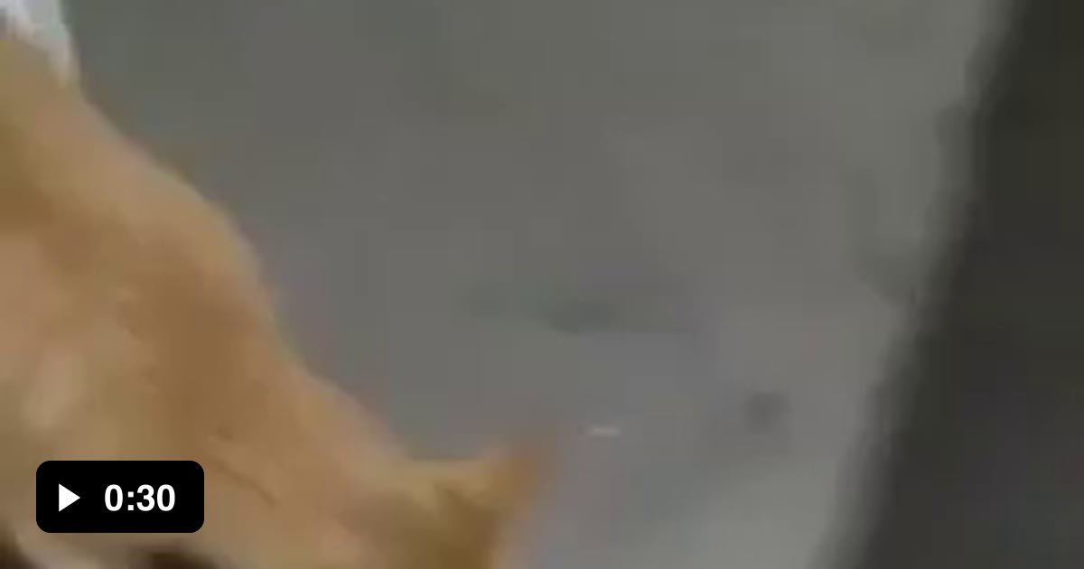 Stay in the shoe and live!! The mouse is like “it stinks in here!!!” - 9GAG