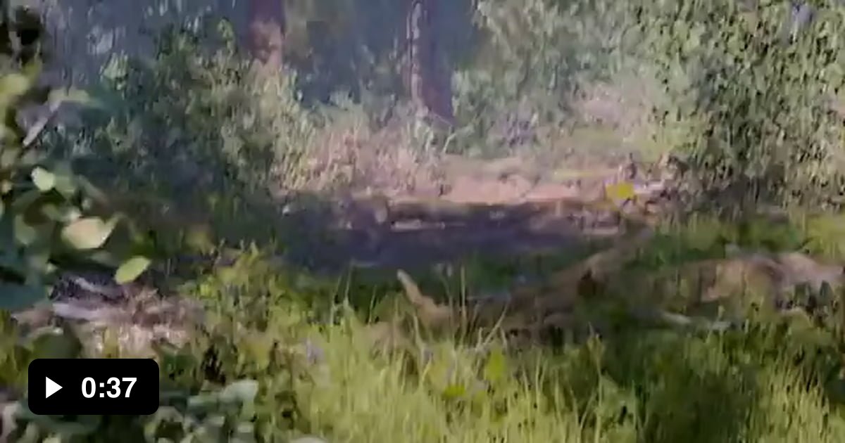 A walk in the forest - 9GAG