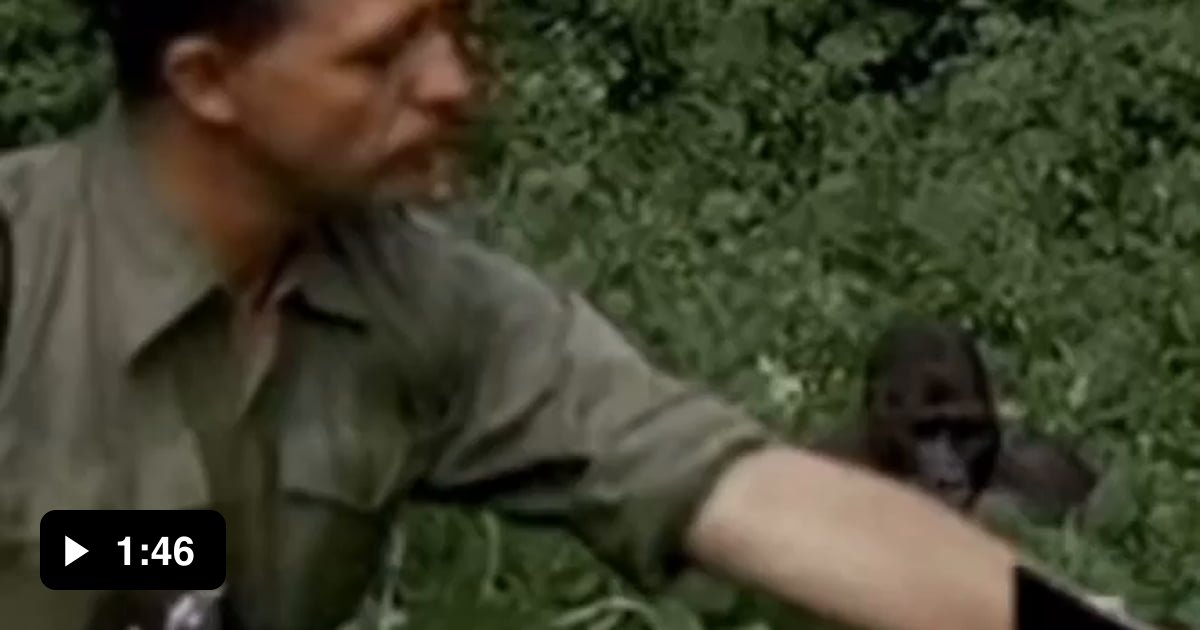 Gorilla attack - 9GAG